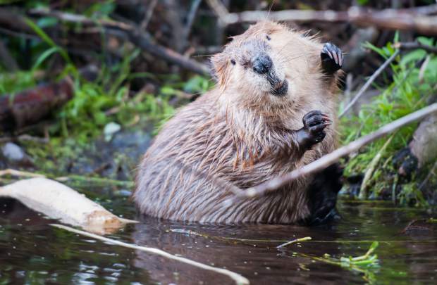 Beaver expert visits Vail Valley | VailDaily.com